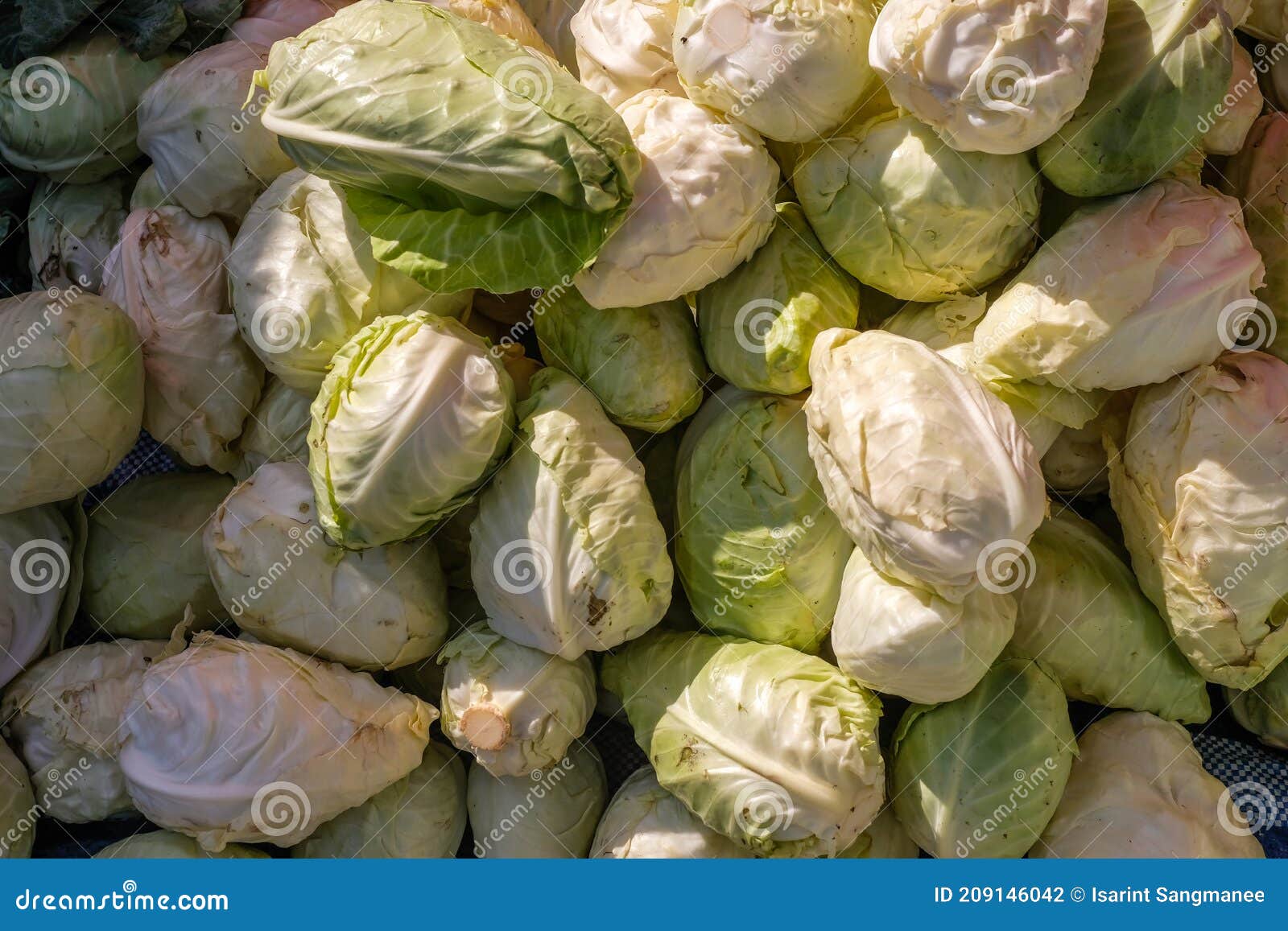 Cabbage stock photo. Image of farm, diet, local, background - 209146042
