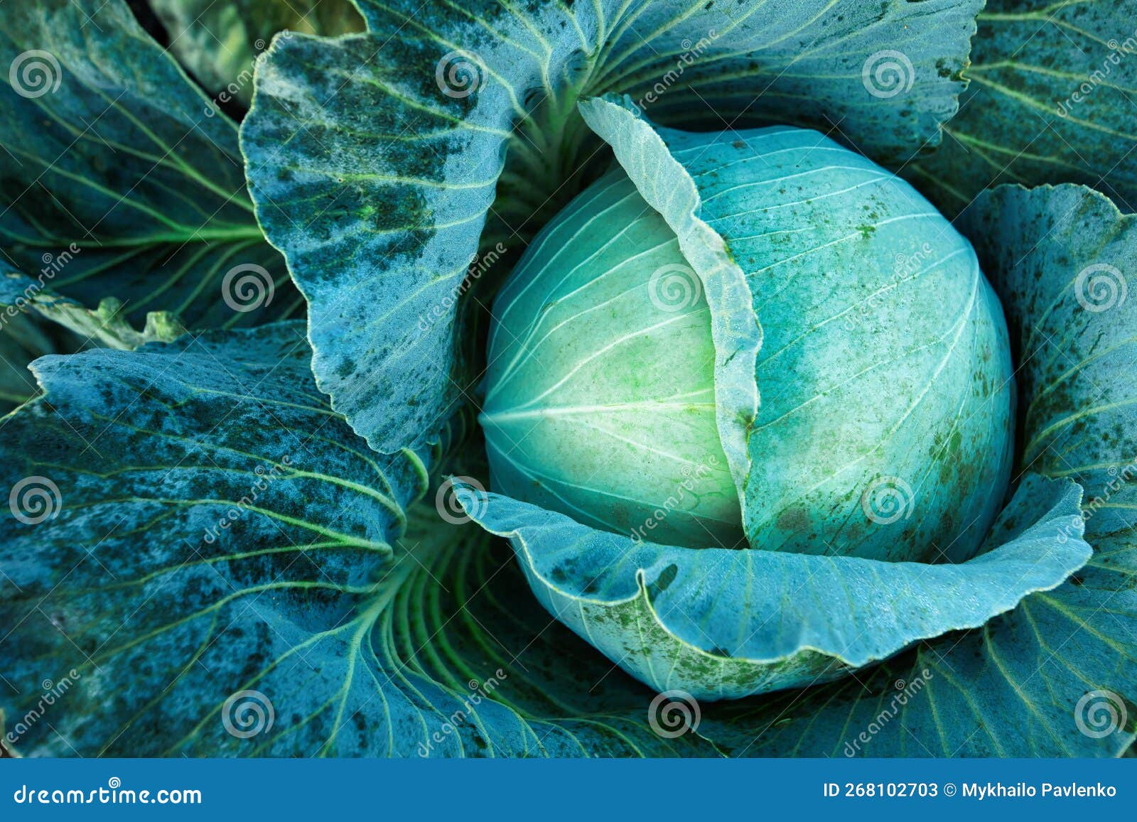 Cabbage, Fruit on the Bed. View from Above Stock Image - Image of ...