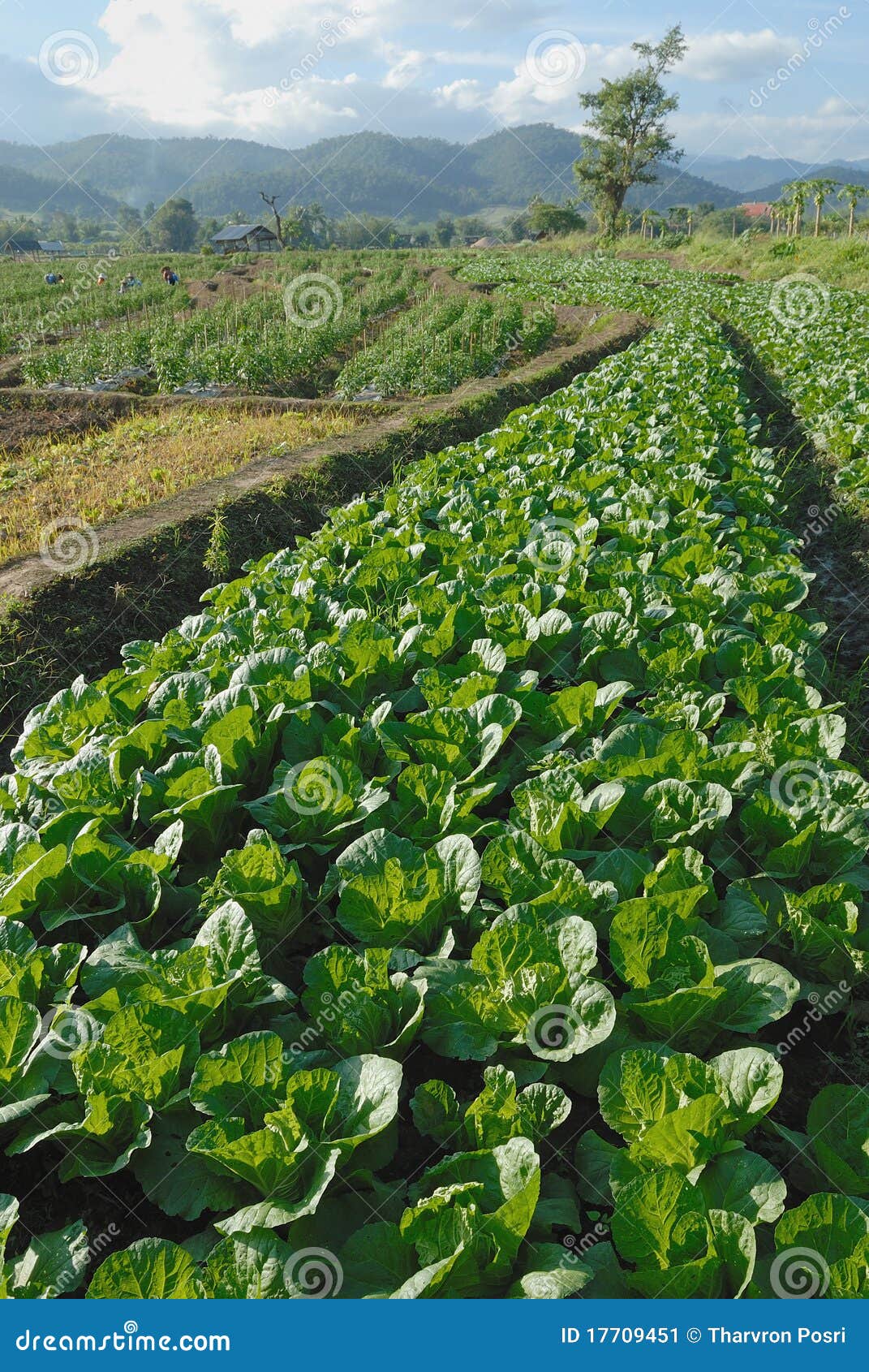 Cabbage garden stock image. Image of outdoors, turnip - 17709451