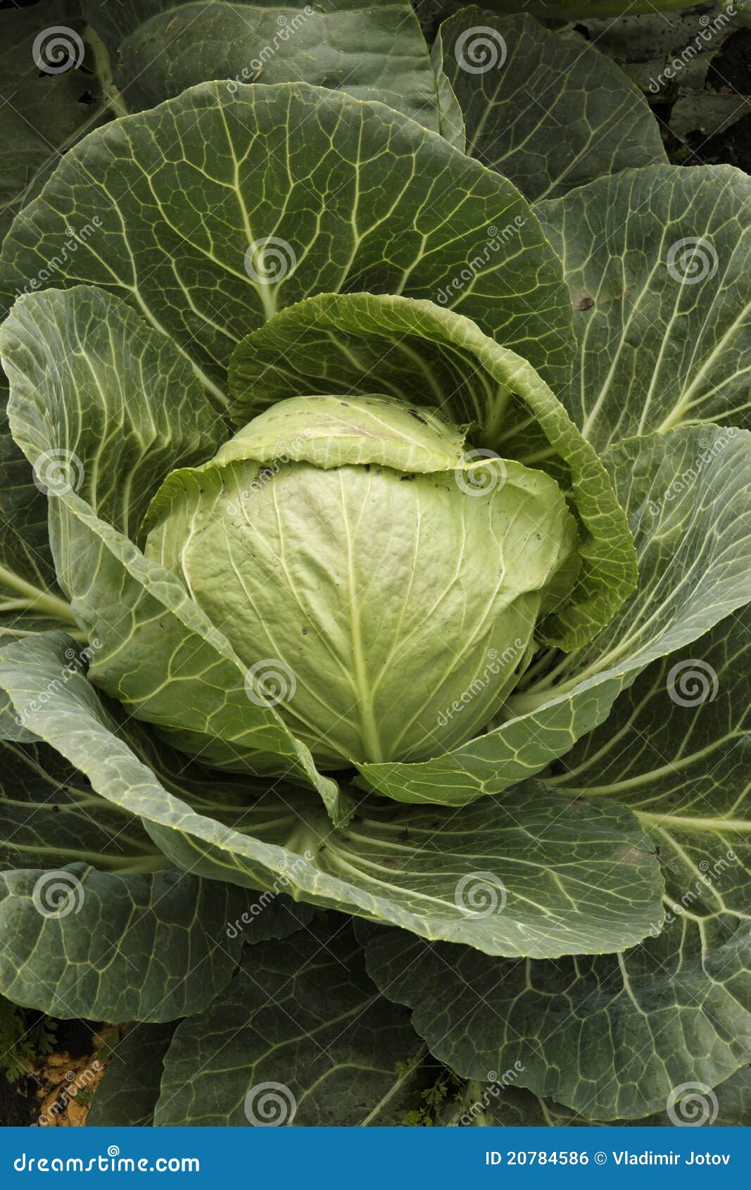 Cabbage in the garden stock photo. Image of ingredient - 20784586