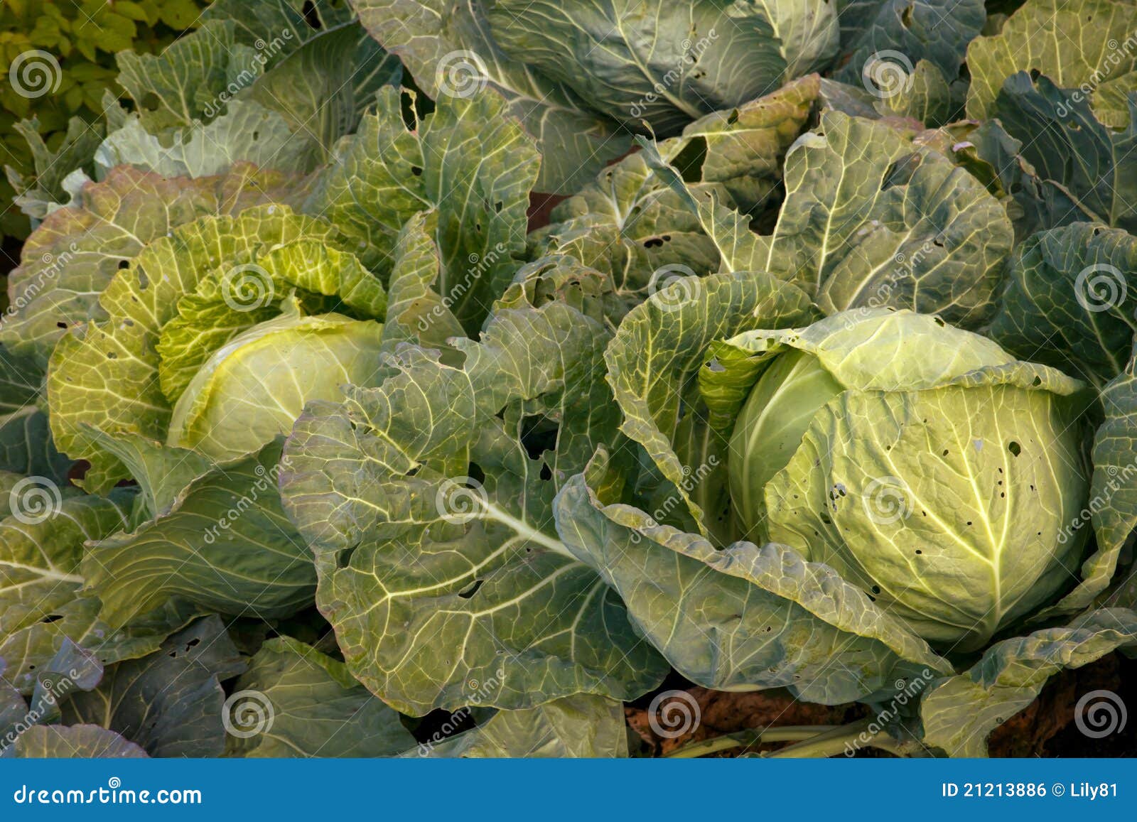 Cabbage in the garden stock photo. Image of nature, homegrown - 21213886
