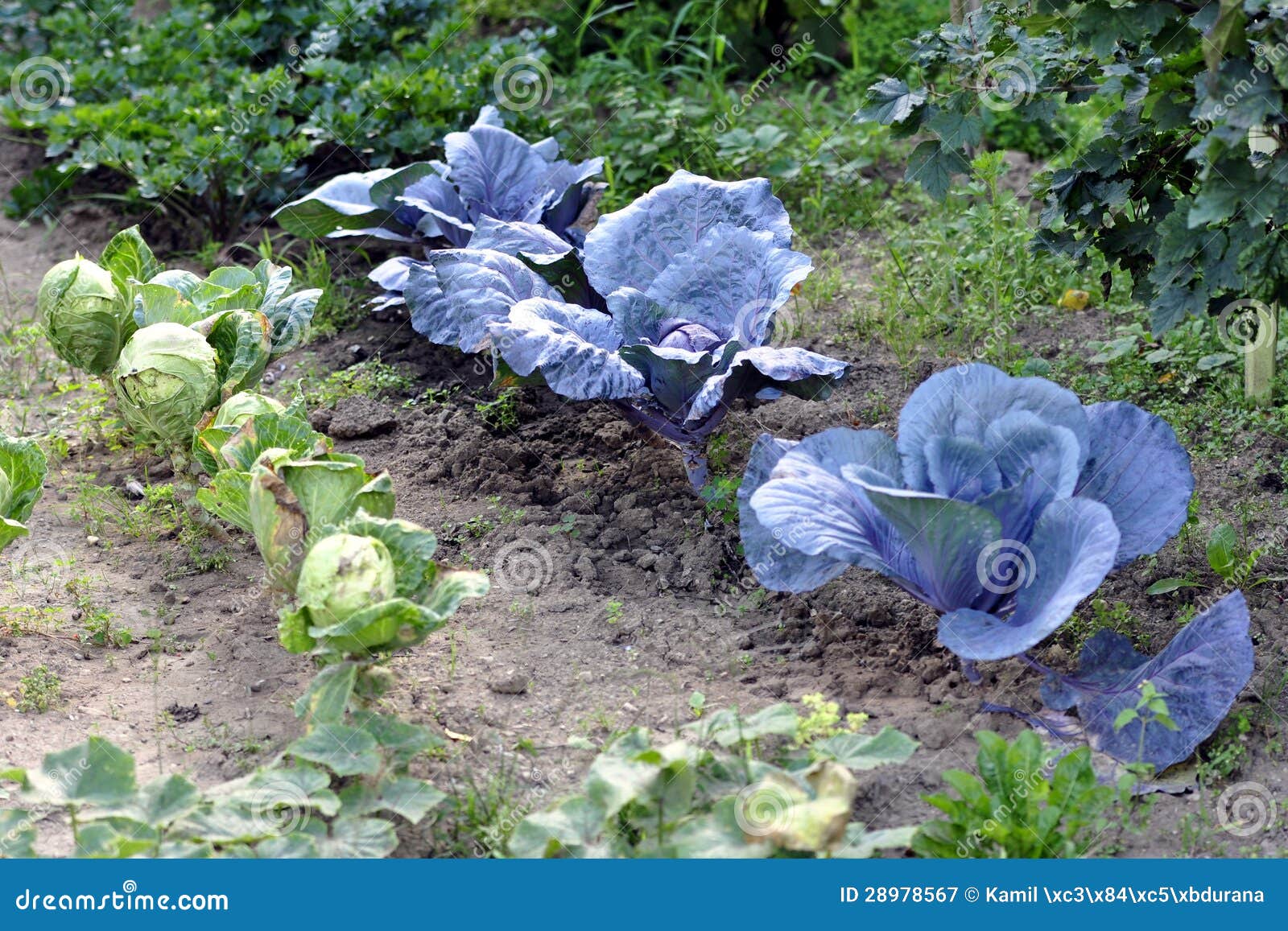 Cabbage in garden stock image. Image of leafs, gardening - 28978567