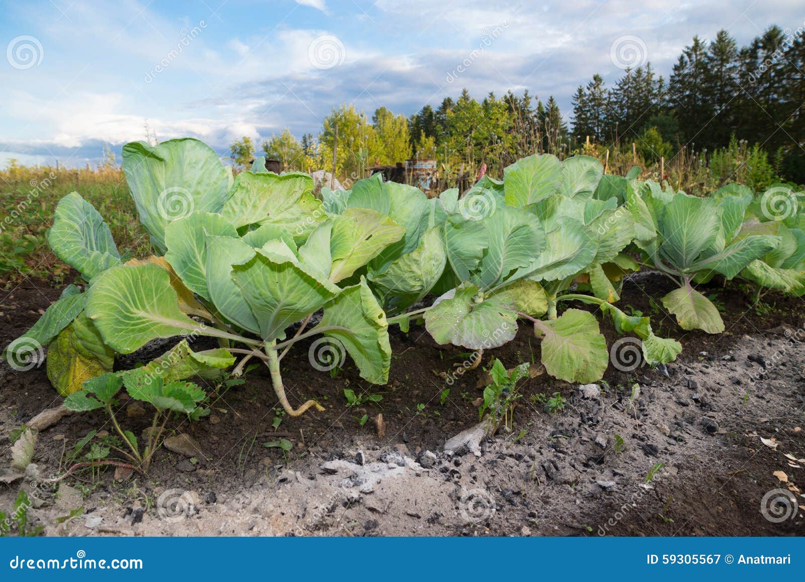 Cabbage garden beds. stock image. Image of ingredient - 59305567