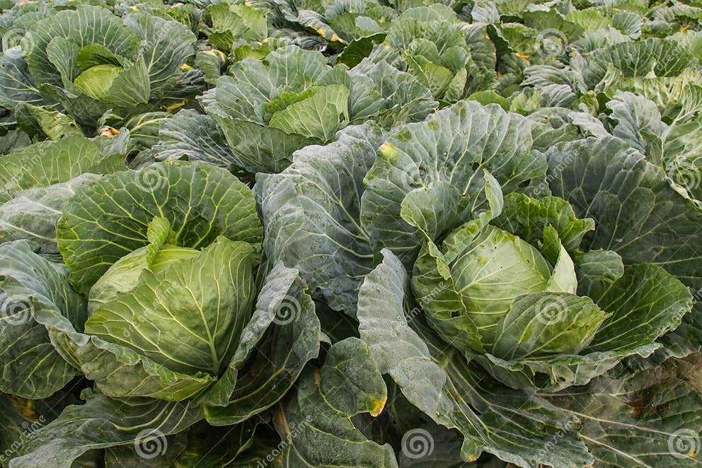 Cabbage garden stock image. Image of vegetables, harvest - 42242261