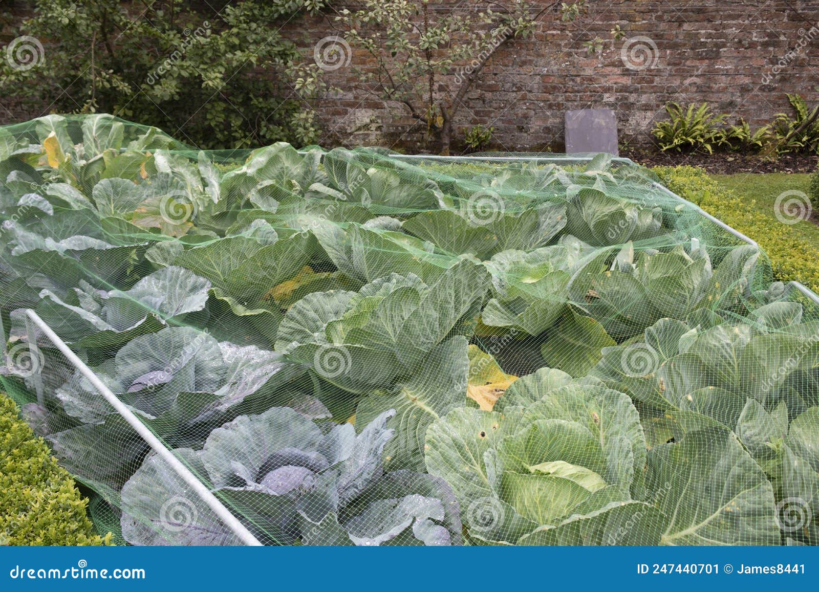 Cabbage in the garden. stock image. Image of fresh, greens - 247440701