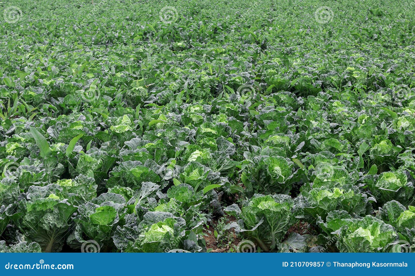 Cabbage garden stock image. Image of plant, vegetable - 210709857