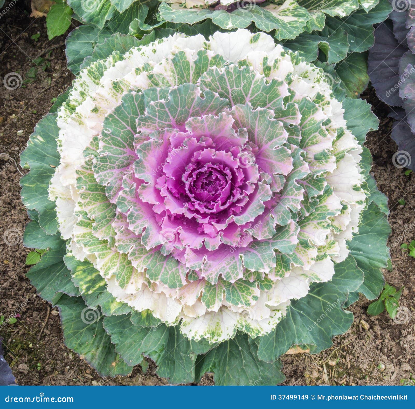 Cabbage in the garden stock image. Image of decorative - 37499149
