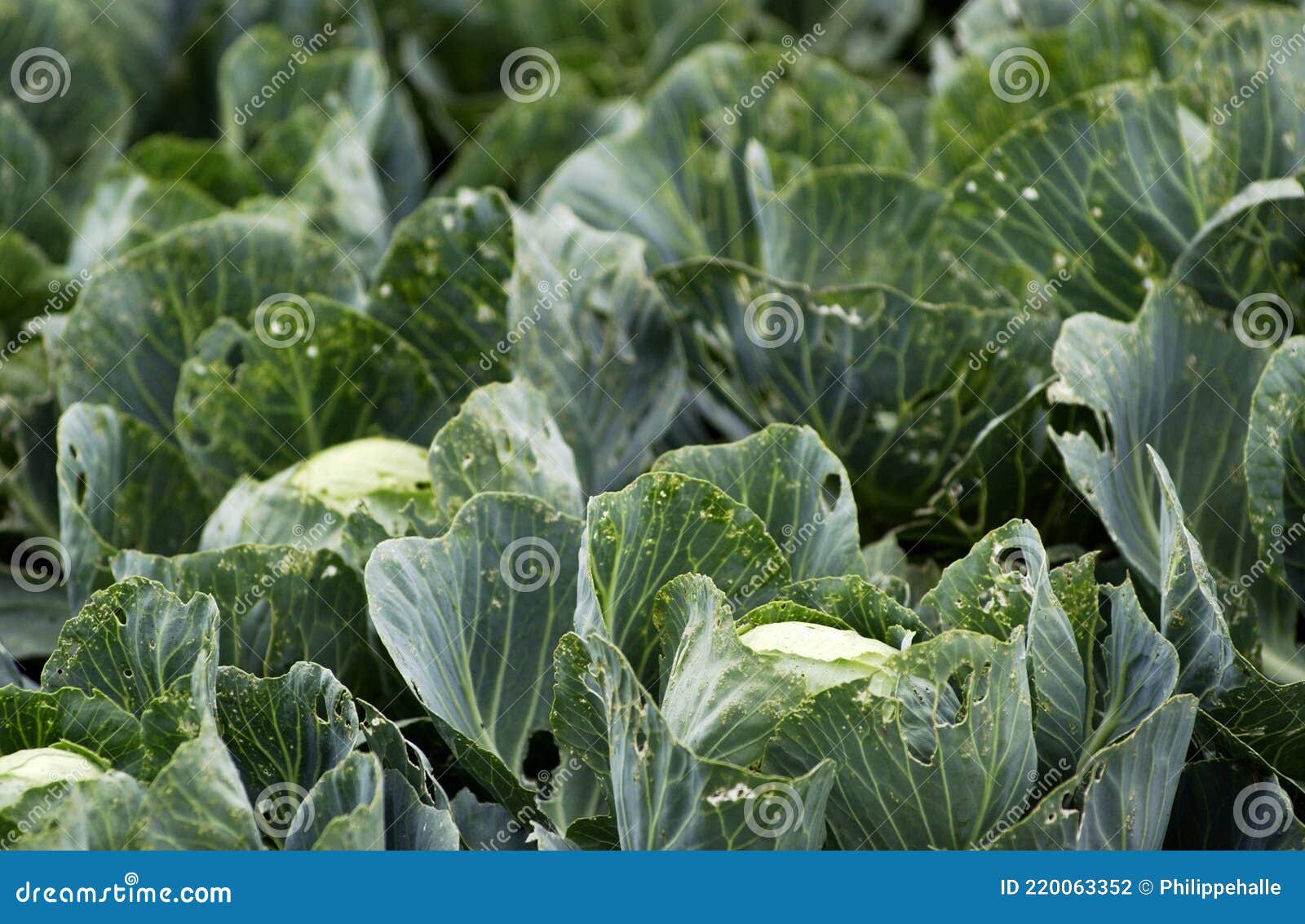 Cabbage in a garden editorial photography. Image of cabbage - 220063352