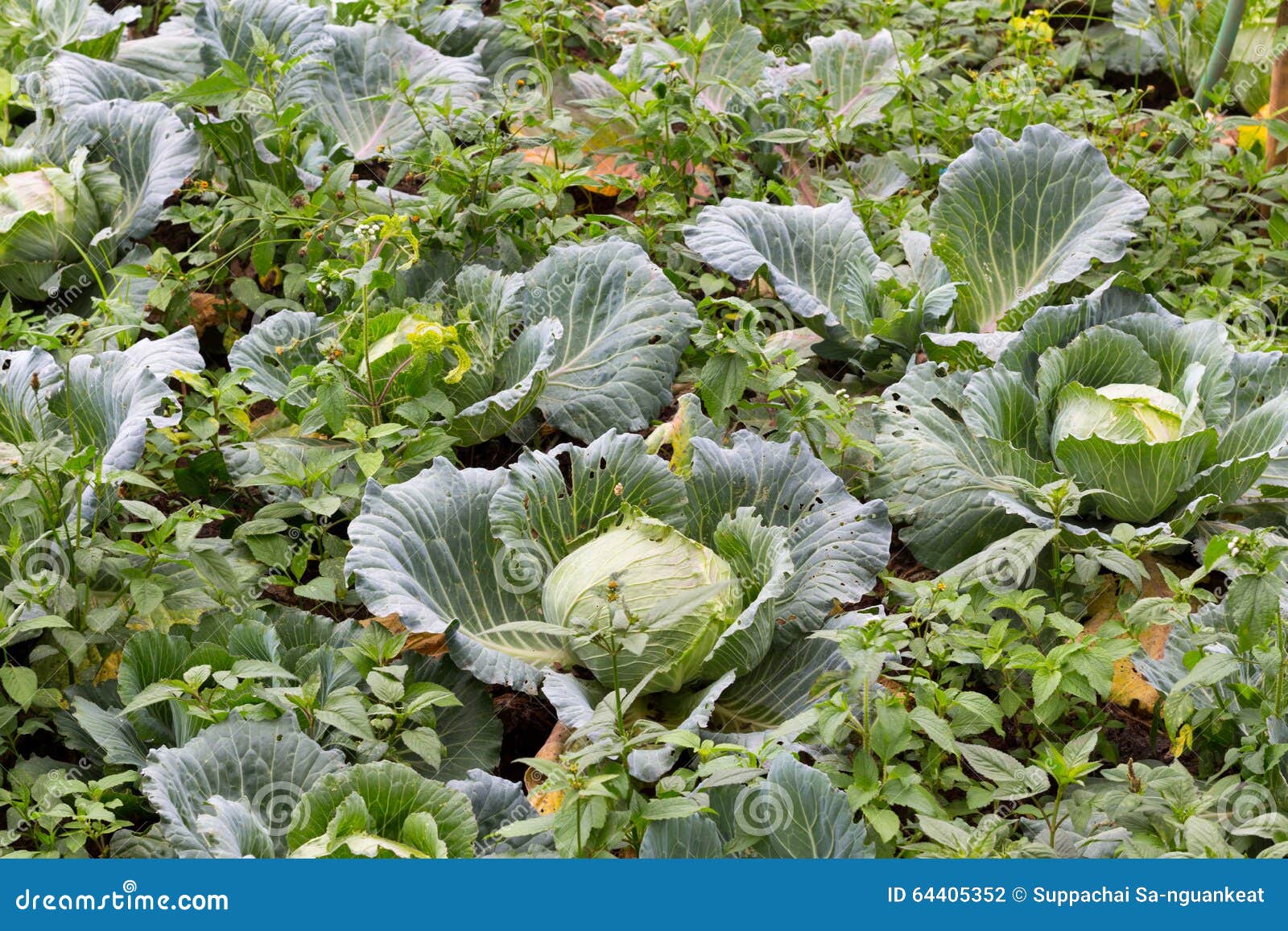 Cabbage in the garden stock photo. Image of diet, green - 64405352