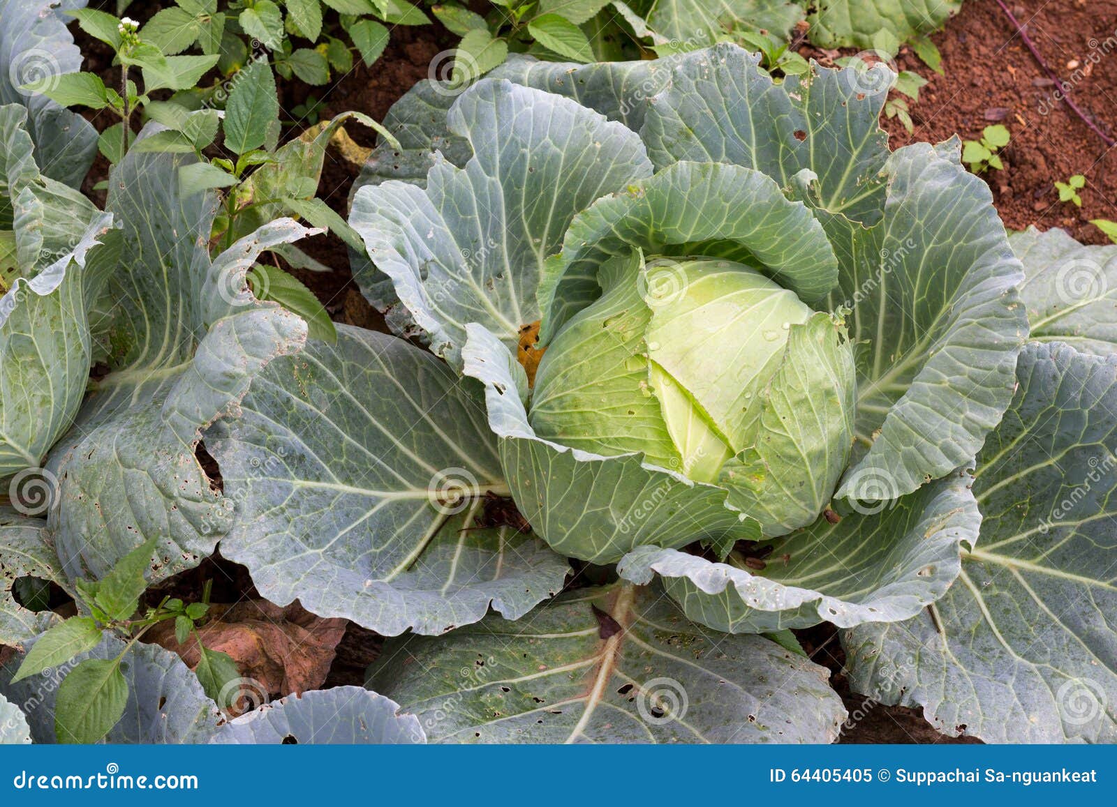 Cabbage in the garden stock image. Image of farm, food - 64405405