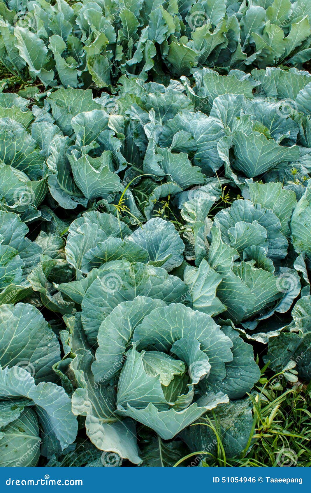 Cabbage in the garden stock photo. Image of grown, food - 51054946