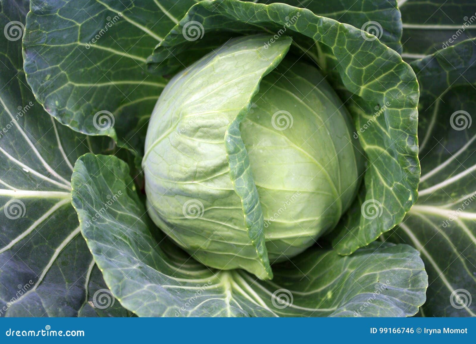 Cabbage stock photo. Image of macro, cabbage, organic - 99166746