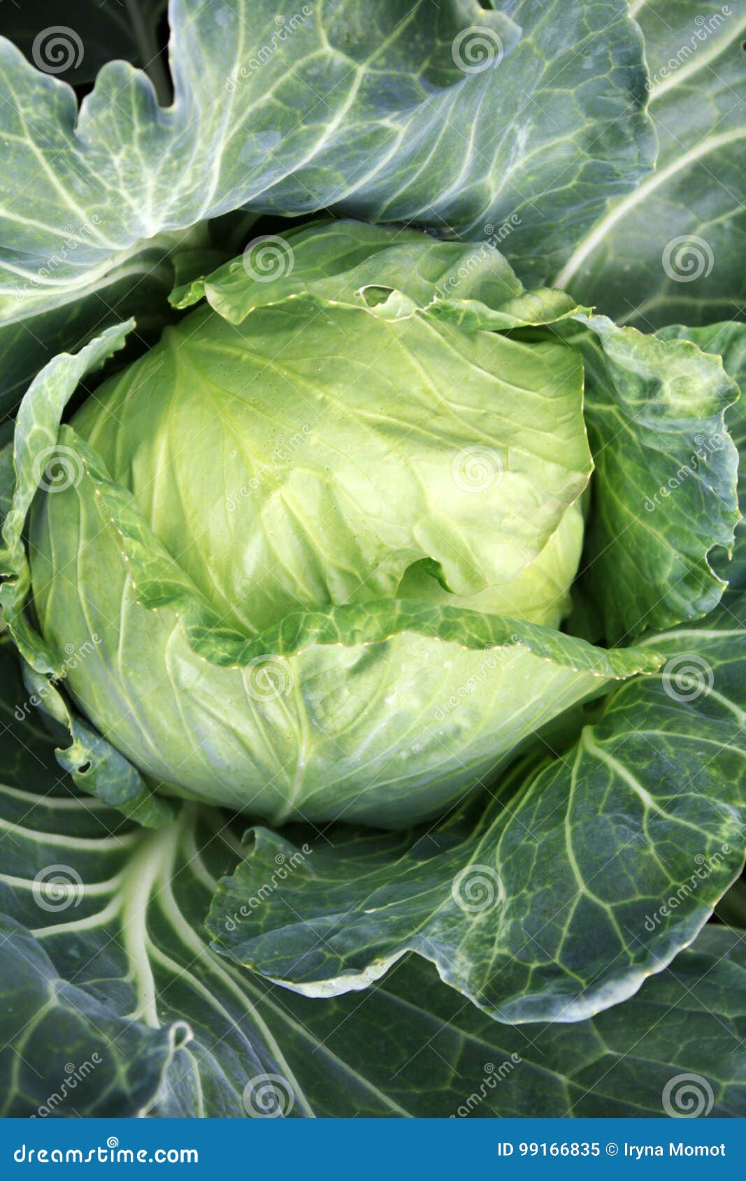 Cabbage stock image. Image of organic, leafy, farm, plant - 99166835