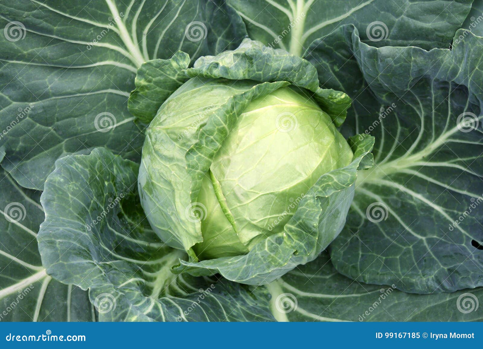 Cabbage stock image. Image of macro, food, agriculture - 99167185