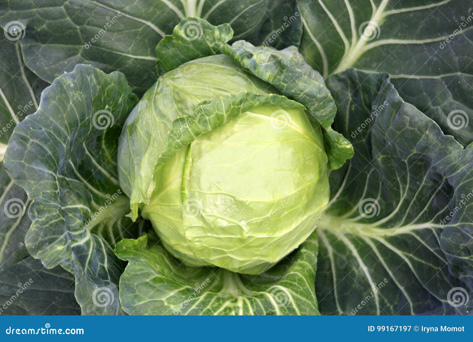 Cabbage stock image. Image of nature, field, agriculture - 99167197