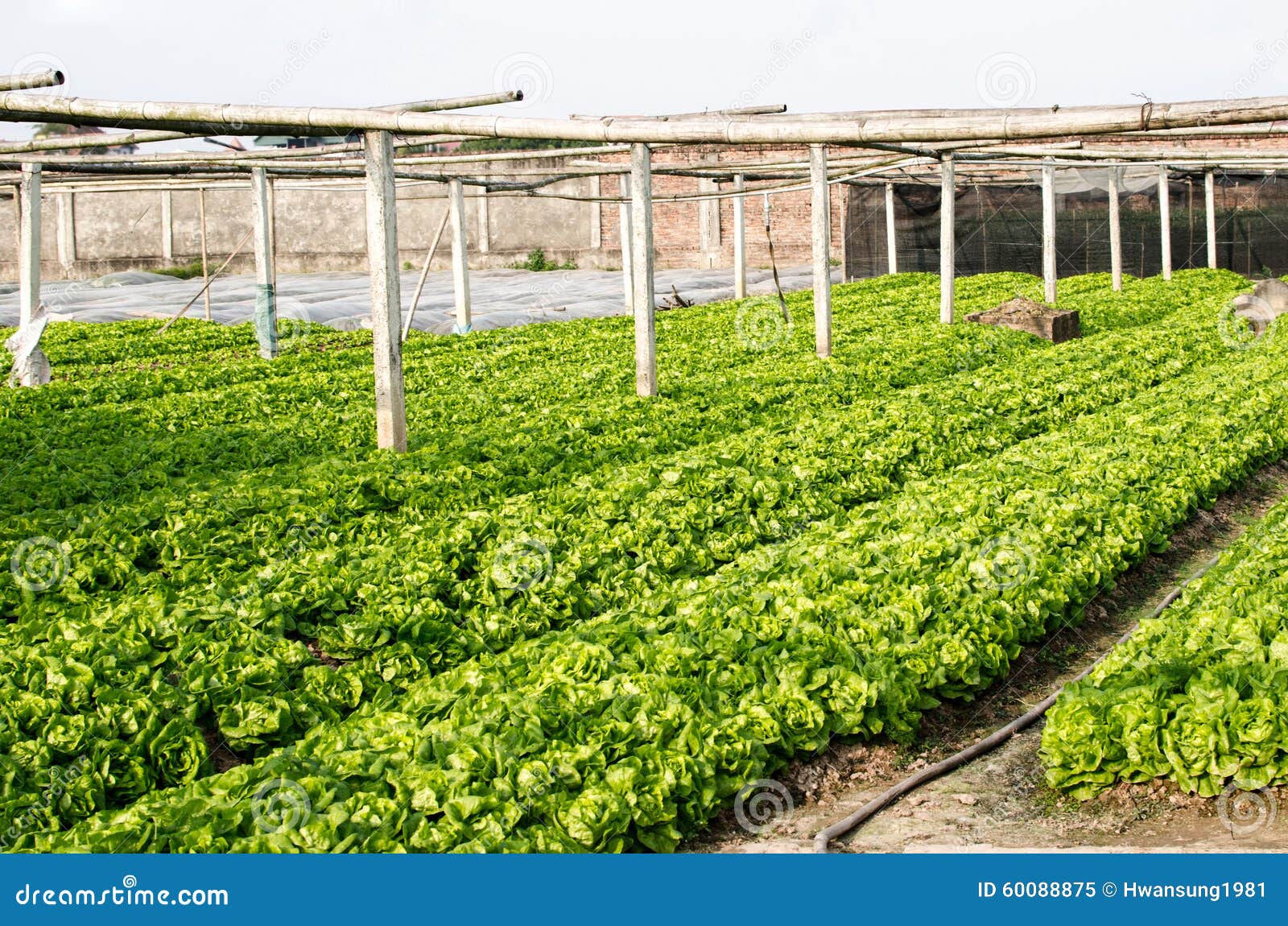 Cabbage Garden stock image. Image of grow, nature, cabbage - 60088875