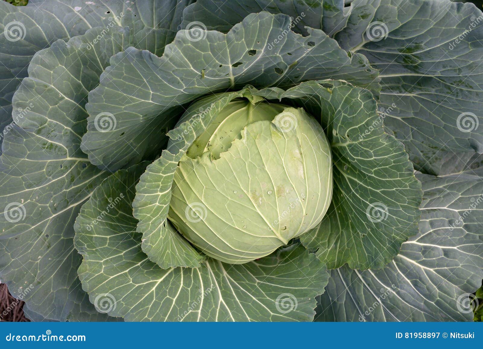 Cabbage in the Garden Top View Stock Image - Image of green, healthy ...