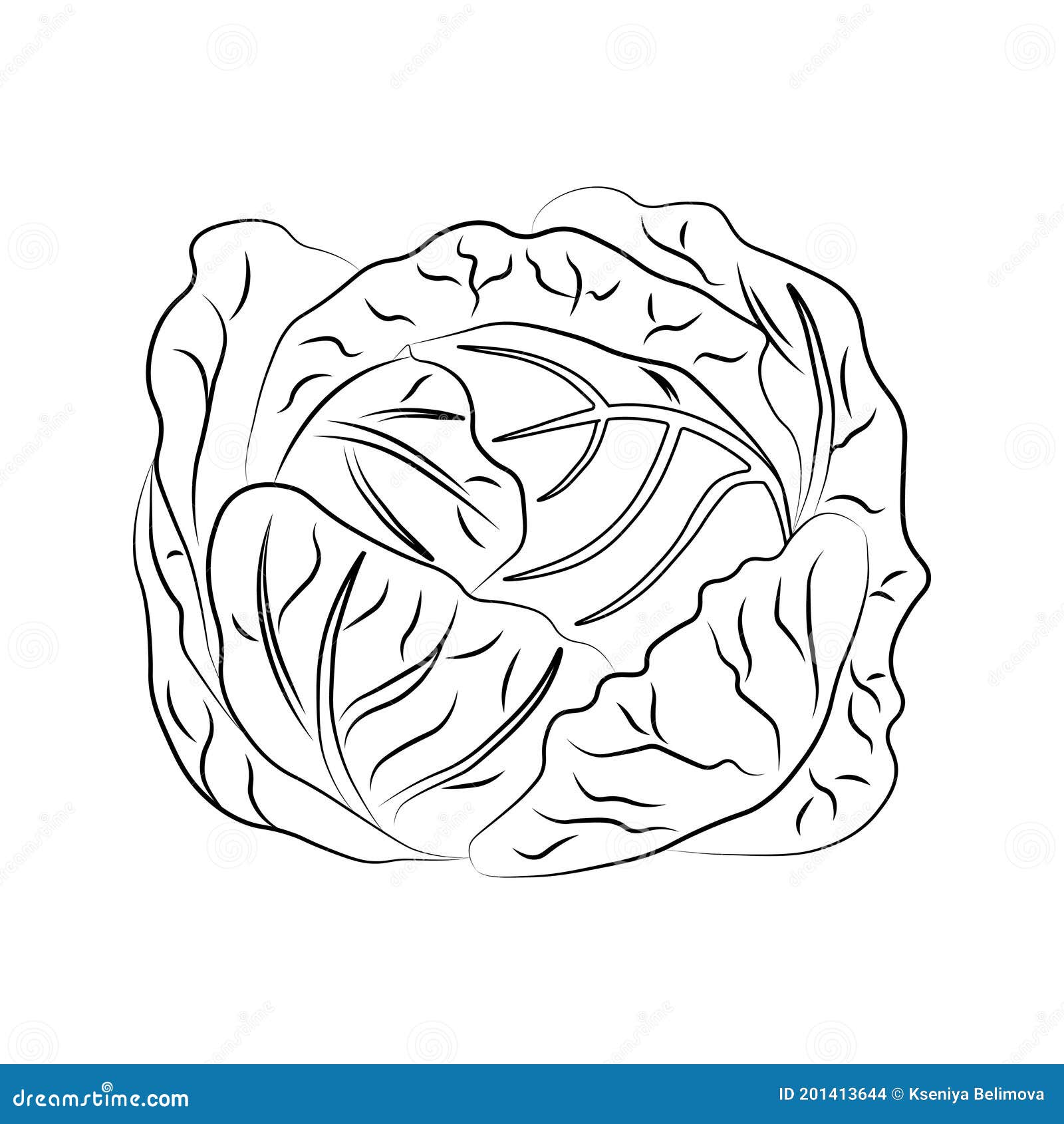 Cabbage. Graphic Drawing in the Doodle Style Stock Vector ...