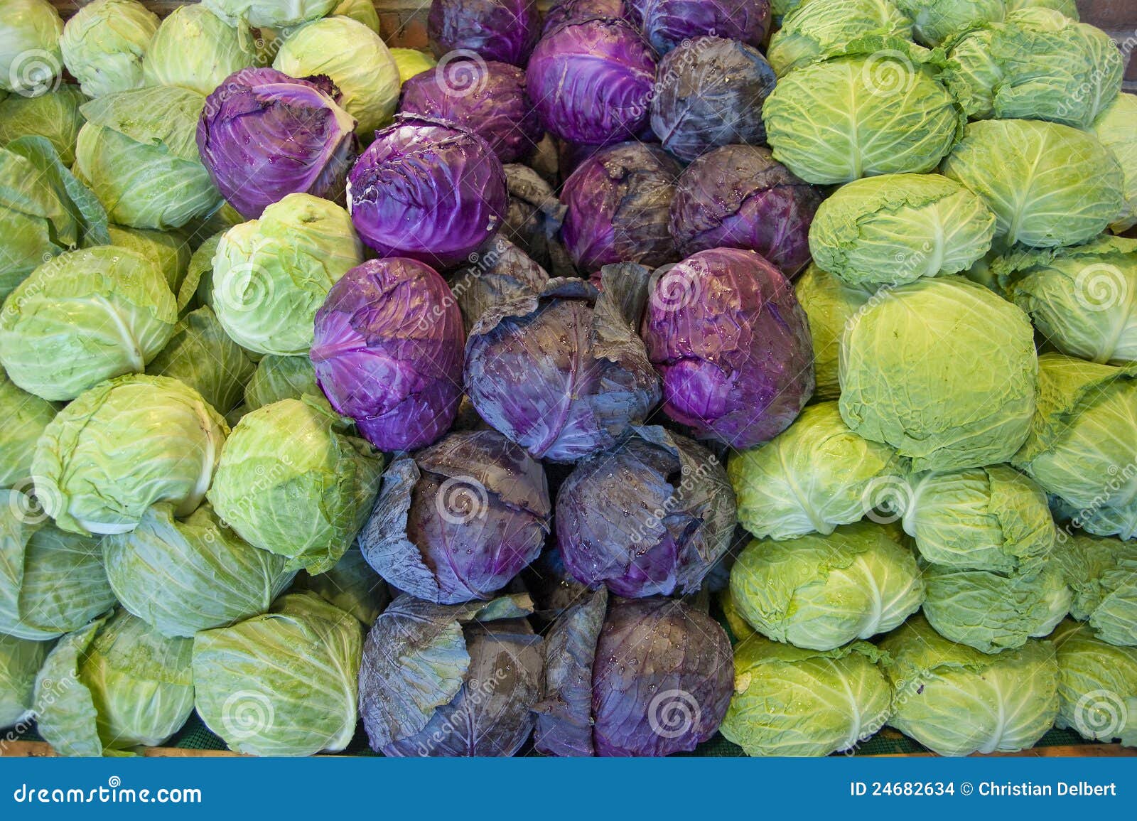Cabbage in green and red stock photo. Image of ingredient - 24682634