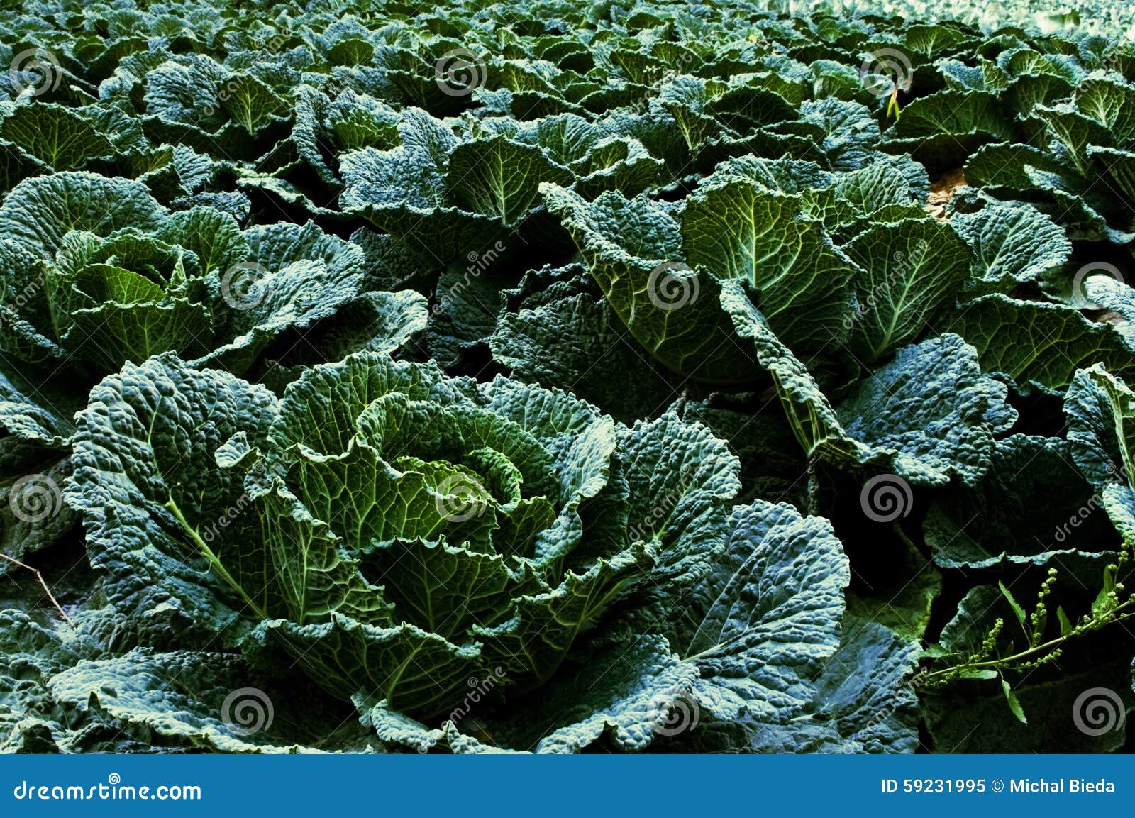 Cabbage stock image. Image of natural, food, fresh, close - 59231995