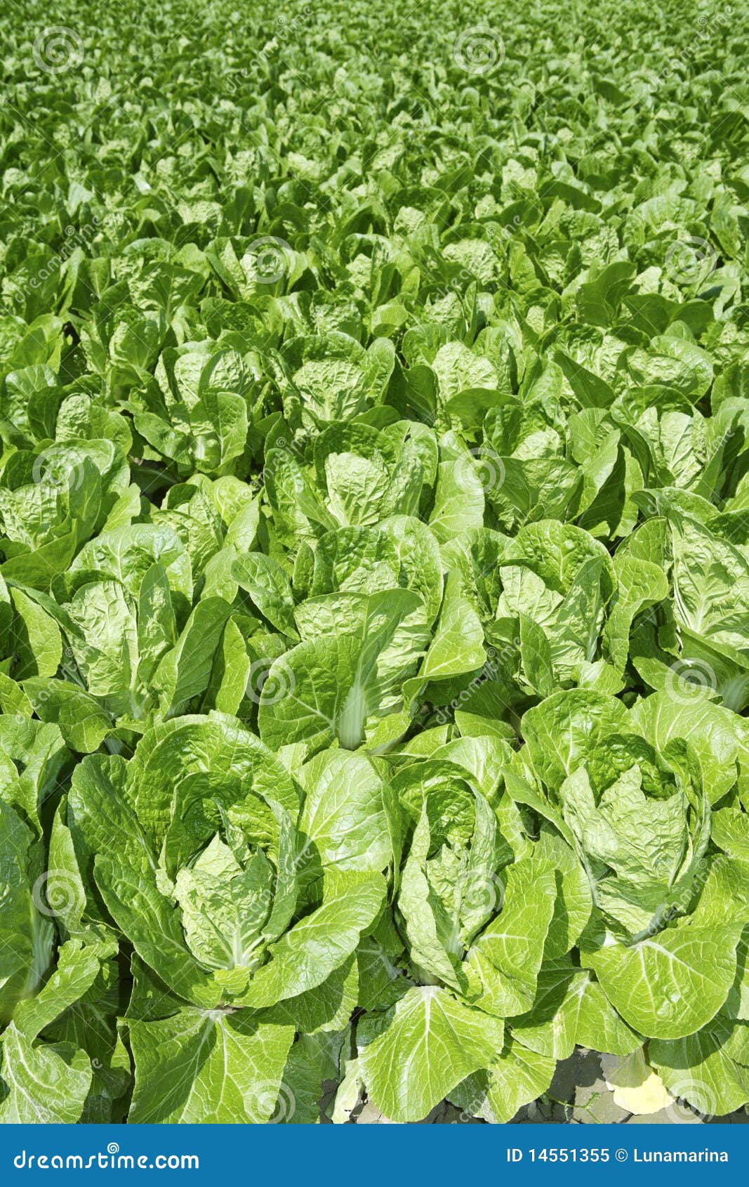 Cabbage Green Vegetables Field in Spring Farmland Stock Image - Image ...