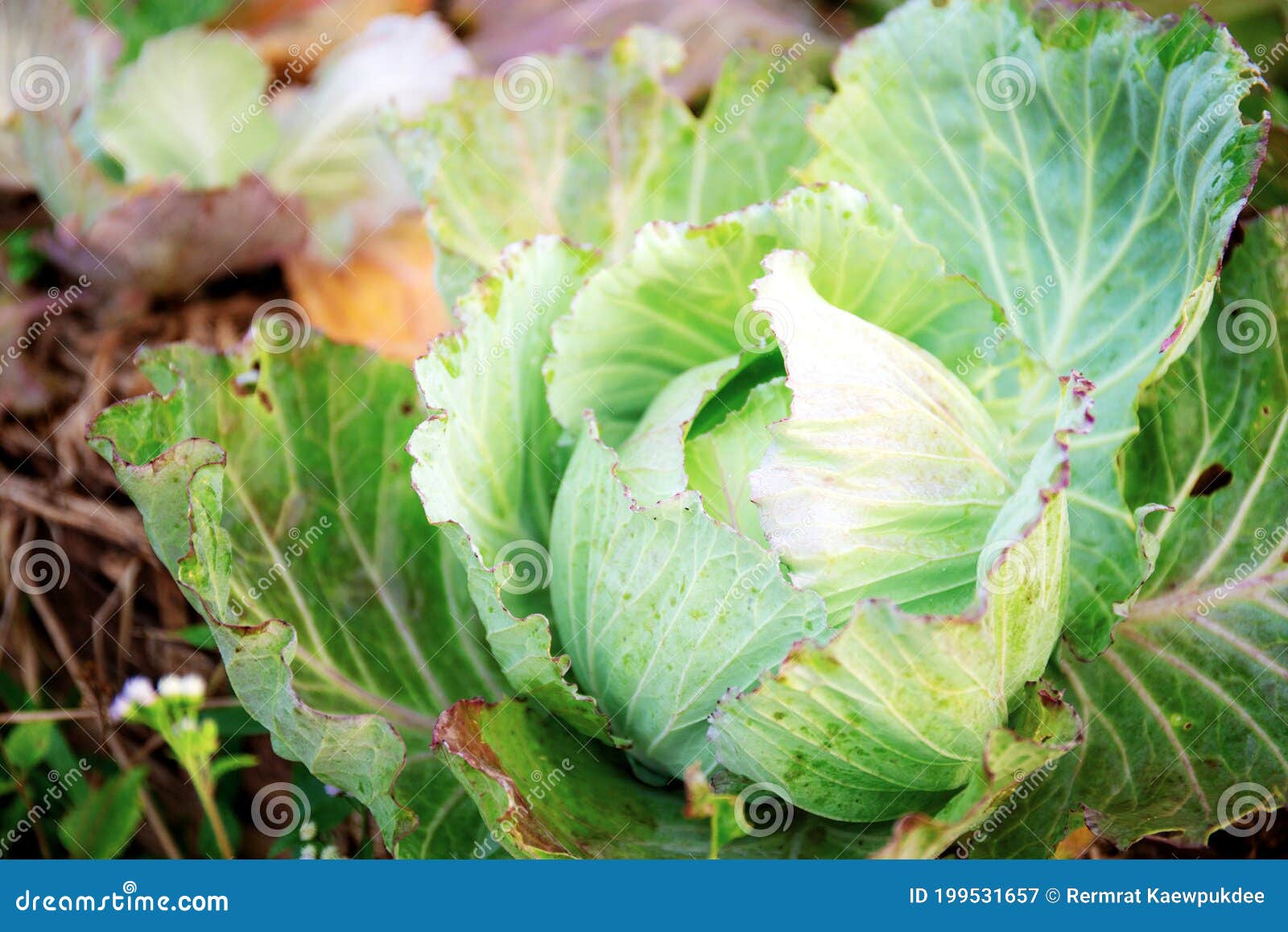 Cabbage on ground in farm stock image. Image of grow - 199531657