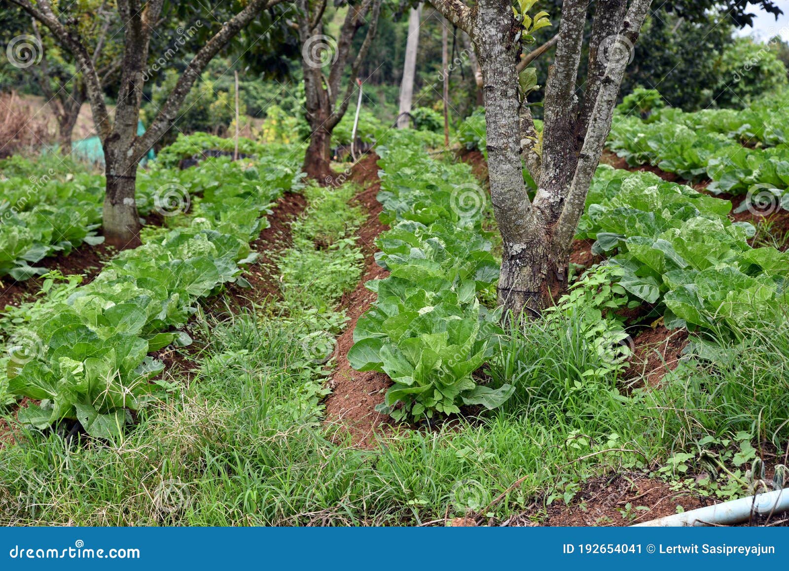 Cropping System And Intercropping In West Java, Indonesia Stock ...
