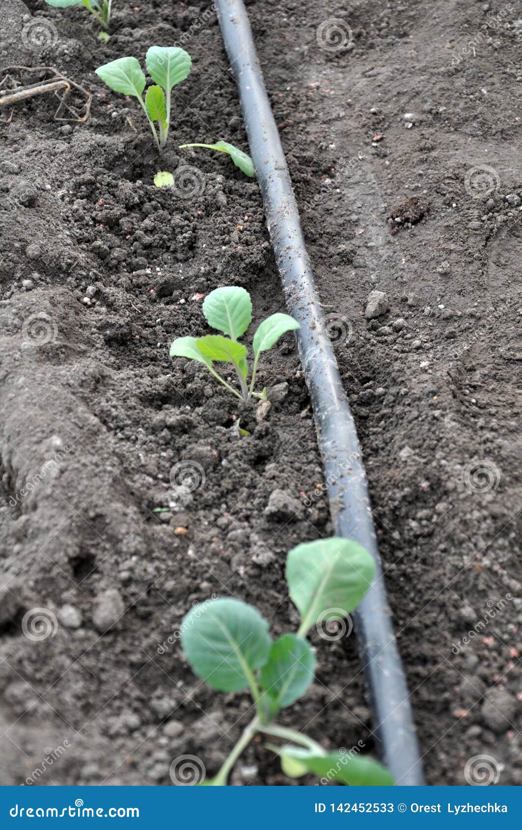 Cabbage Grow in Greenhouses Stock Image - Image of green, fertilization ... Cabbage Grow in Greenhouses Stock Image - Image of green, fertilization ...