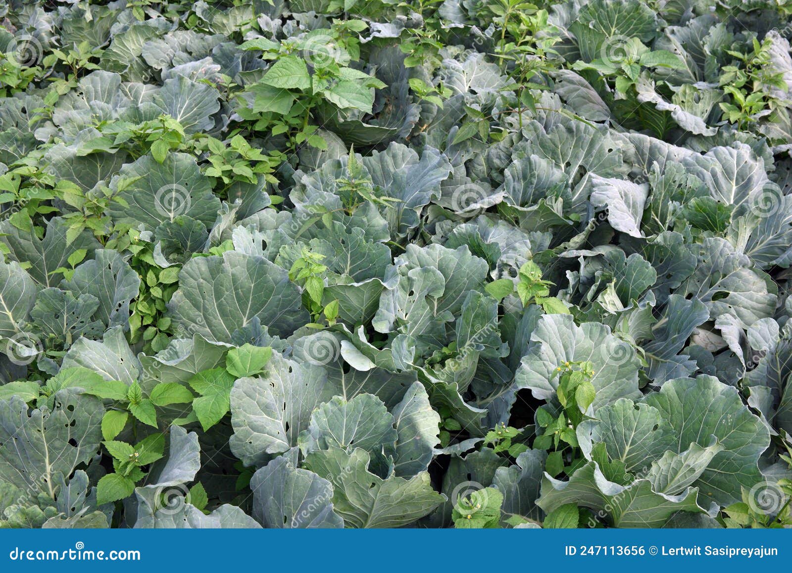 Cabbage Grow in Production Orchard Stock Photo - Image of growth ...