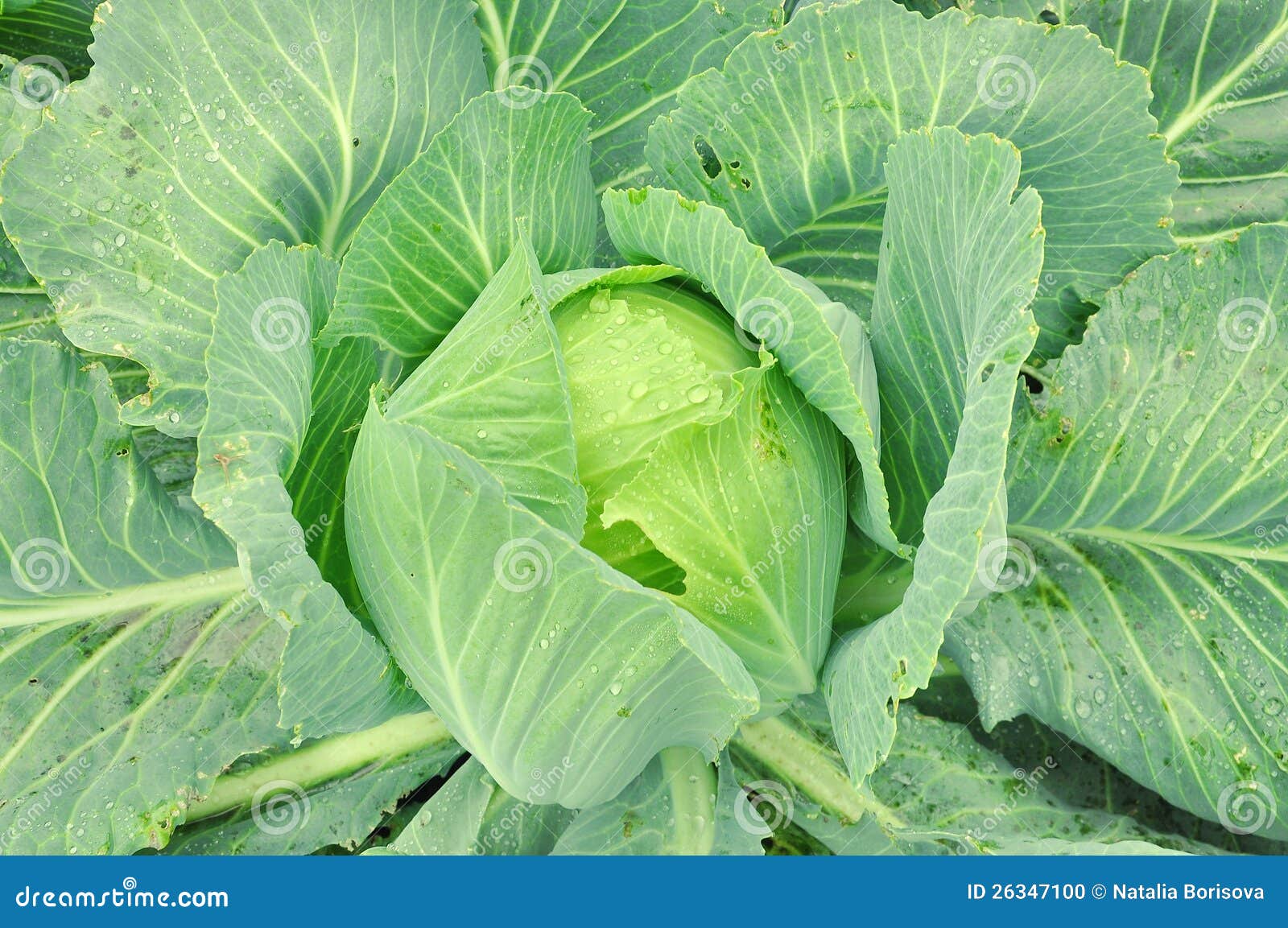 Cabbage growing stock photo. Image of growth, farm, vibrant - 26347100