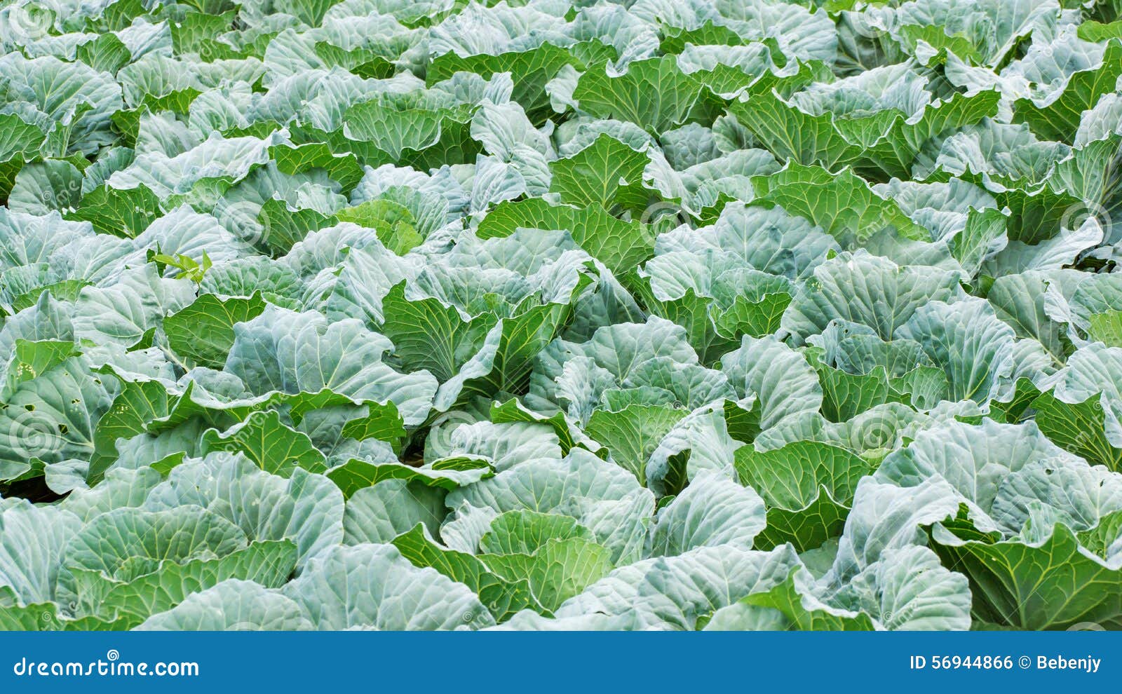 Cabbage growing stock photo. Image of fresh, grow, agricultural - 56944866