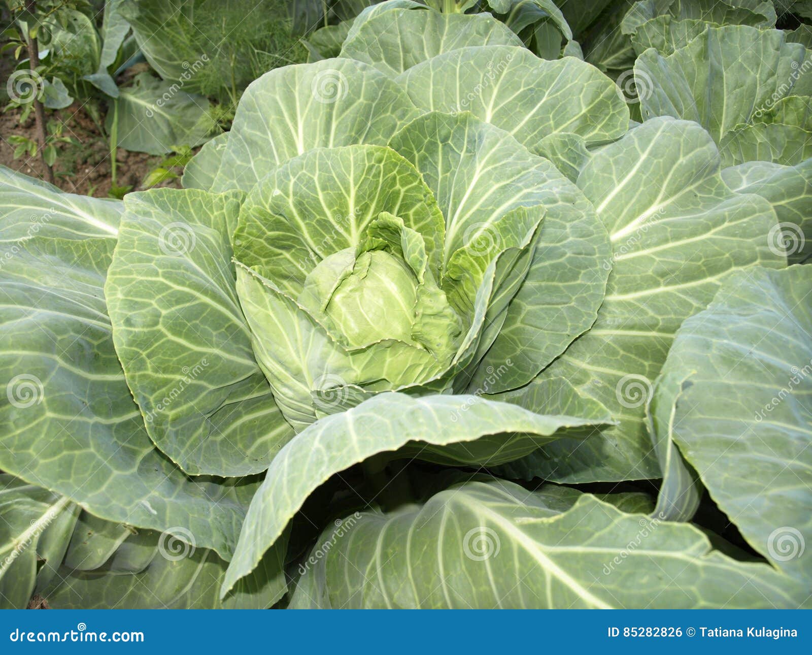Cabbage stock photo. Image of garden, growing, cabbage - 85282826