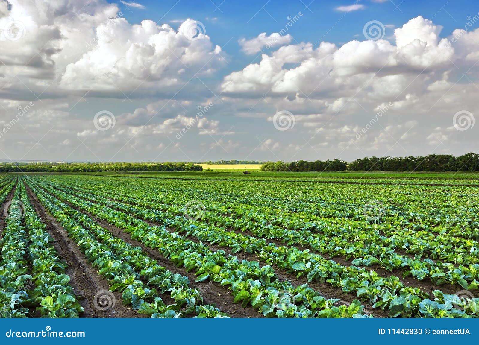 Cabbage Growing on the Field Stock Photo - Image of lush, leaf: 11442830