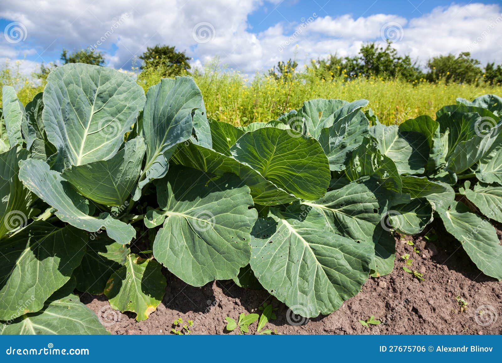 Cabbage Growing on the Field Stock Photo - Image of organic, fresh ...