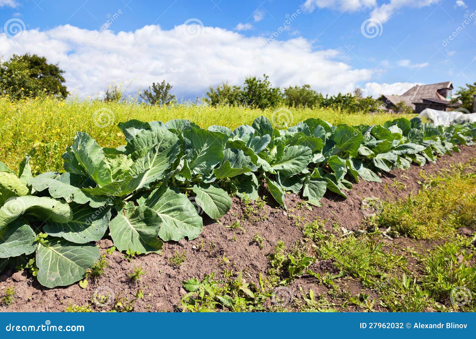 Cabbage Growing on the Field Stock Photo - Image of growing, farming ...