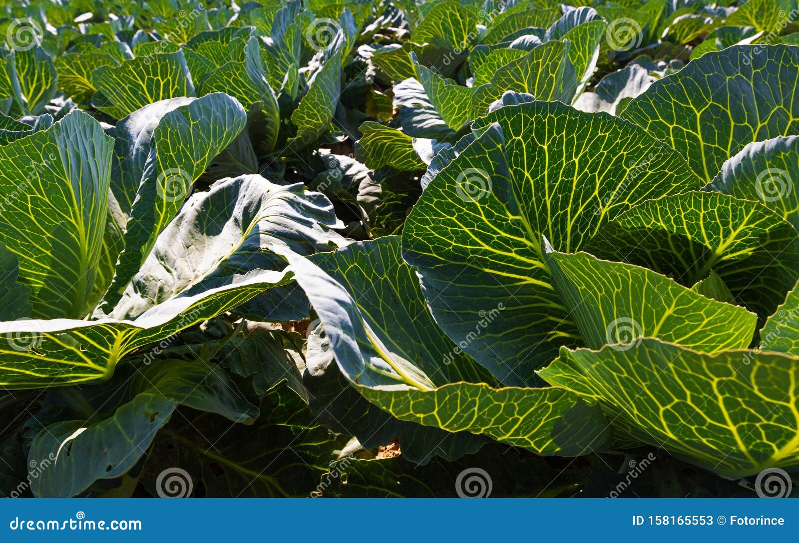 Cabbage Growing in the Field Stock Image - Image of natural, harvest ...