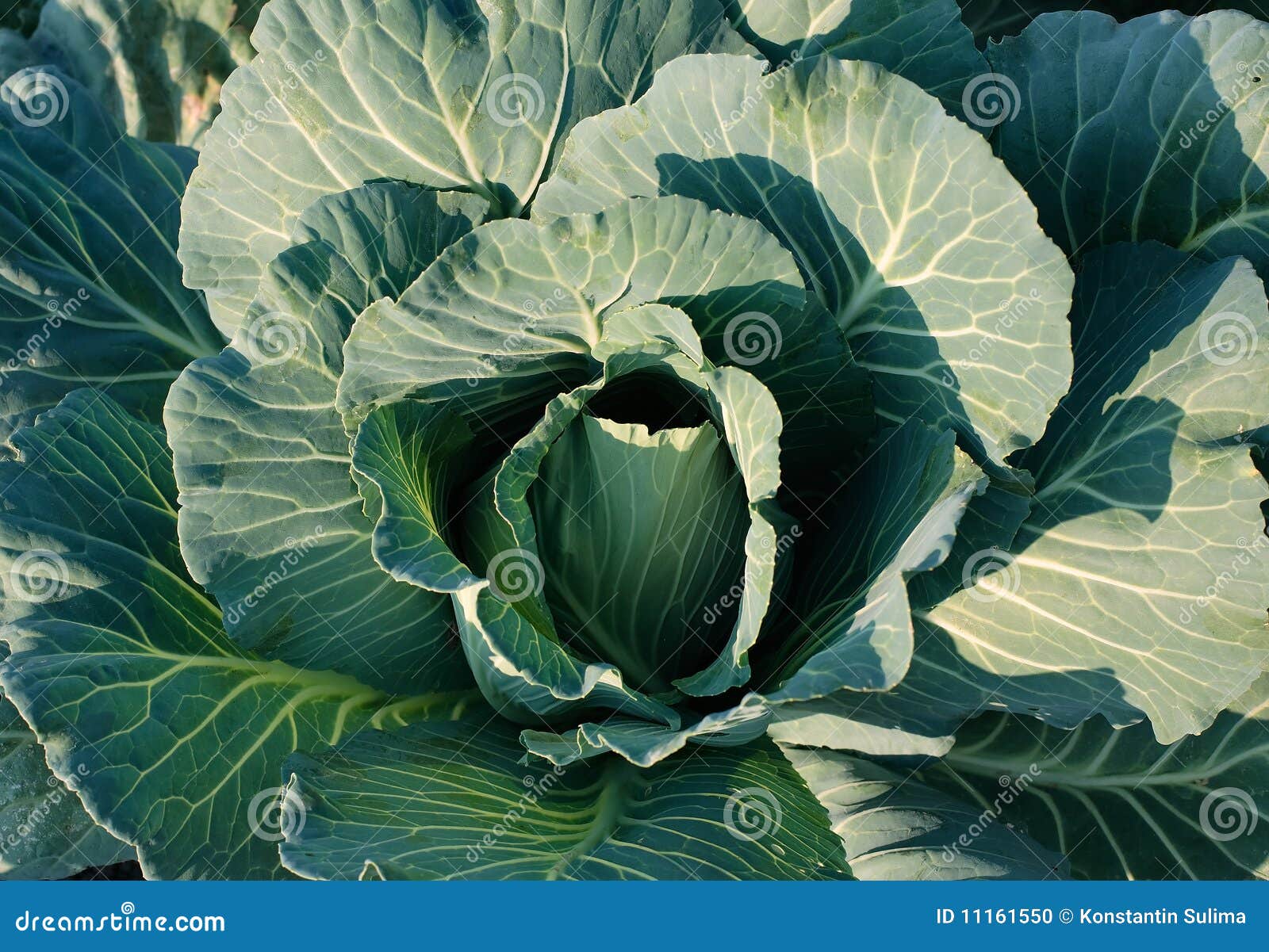Cabbage Growing in the Garden Stock Photo - Image of green, coleslaw ...