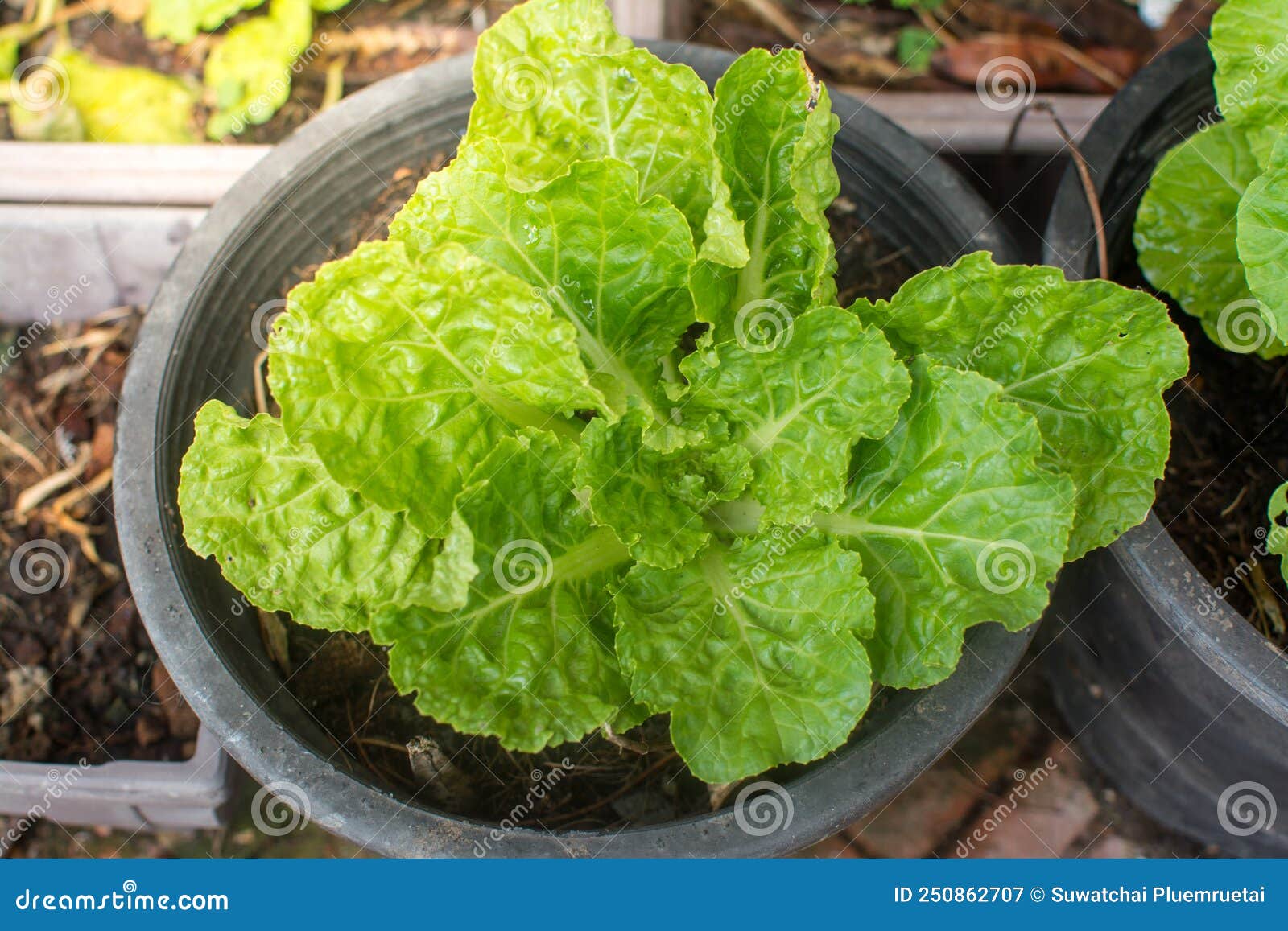 Cabbage Growing in the Garden Stock Image - Image of growing, vegetable ...