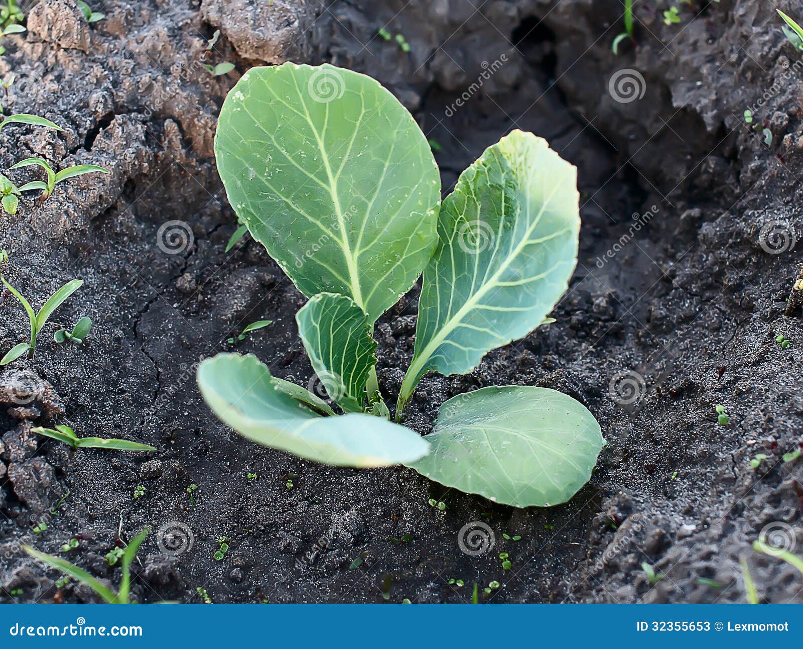 Cabbage growing stock image. Image of farming, healthy - 32355653