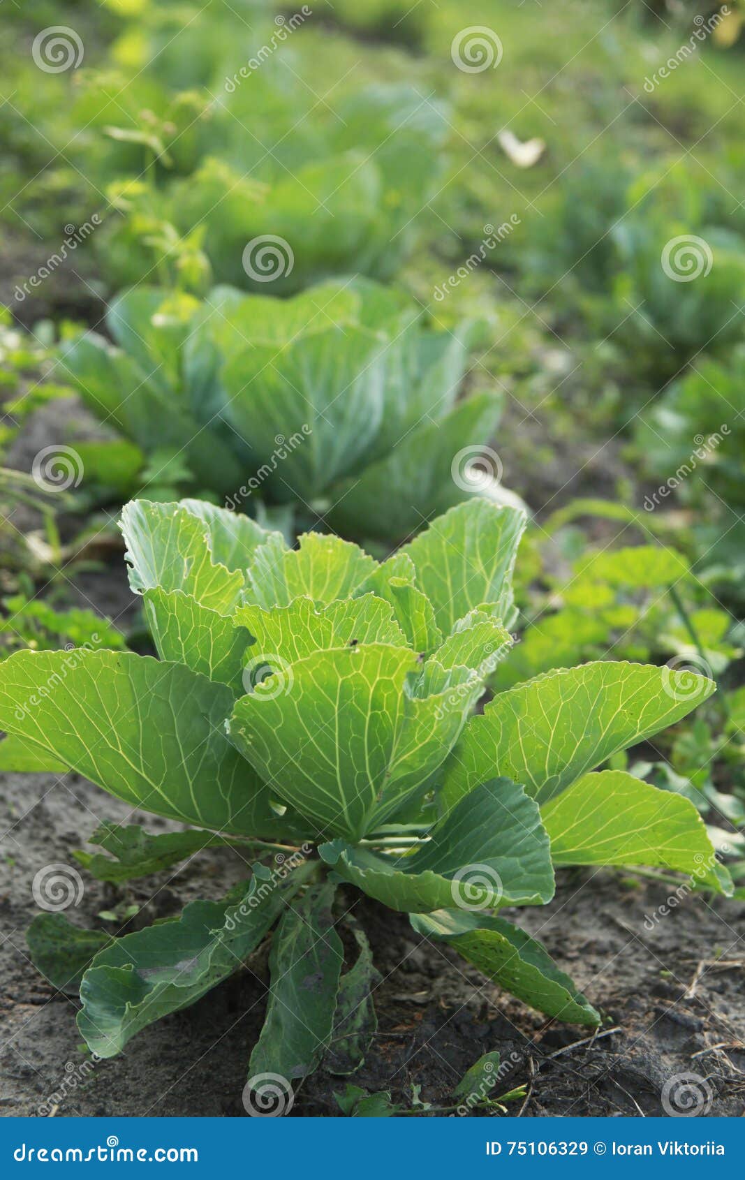Cabbage Growing in the Garden. Stock Image - Image of kitchen, closeup ...