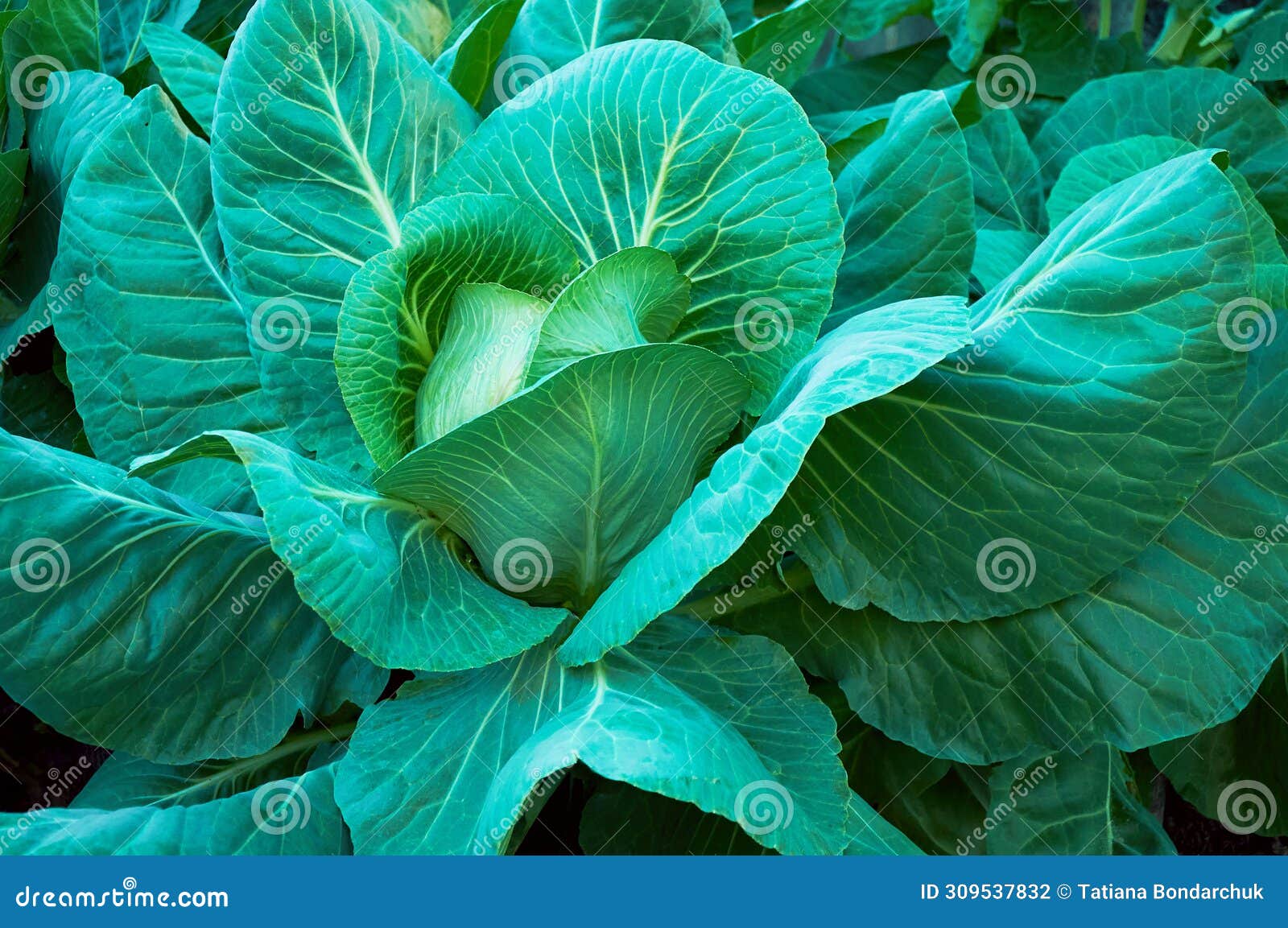 Cabbage Growing in the Garden, Top View, Close-up Stock Photo - Image ...