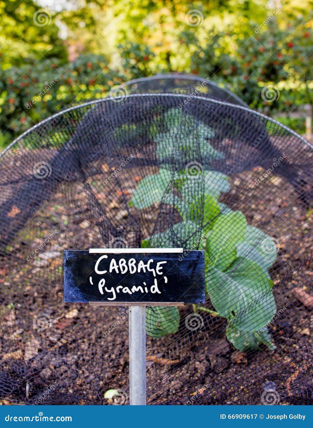 Cabbage Growing Pyramid . Vegetable Garden Stock Image - Image of green ...