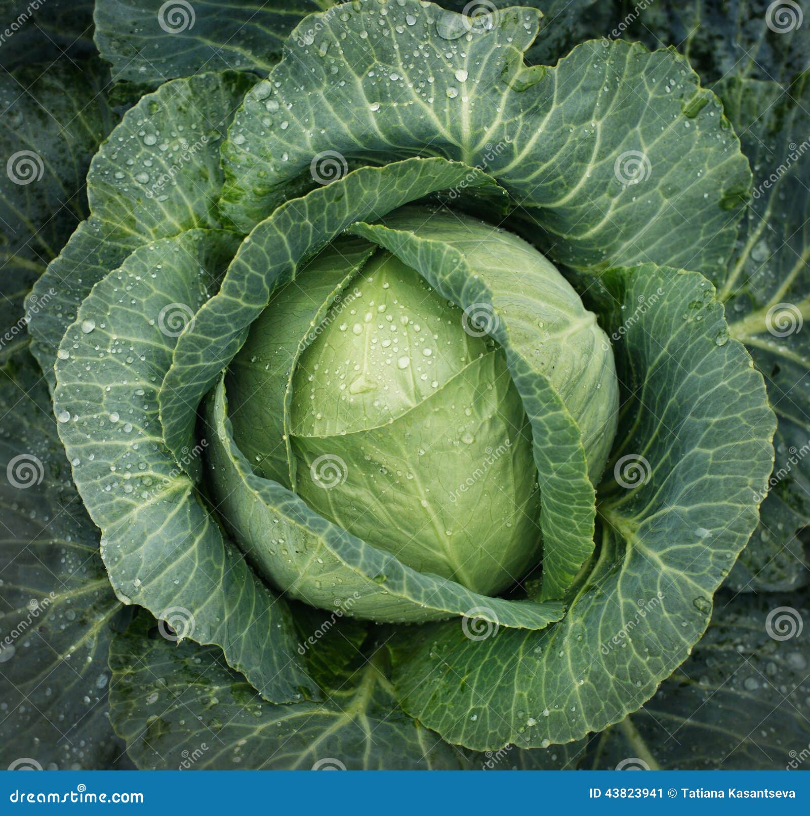 Cabbage growing. Top view stock image. Image of green - 43823941