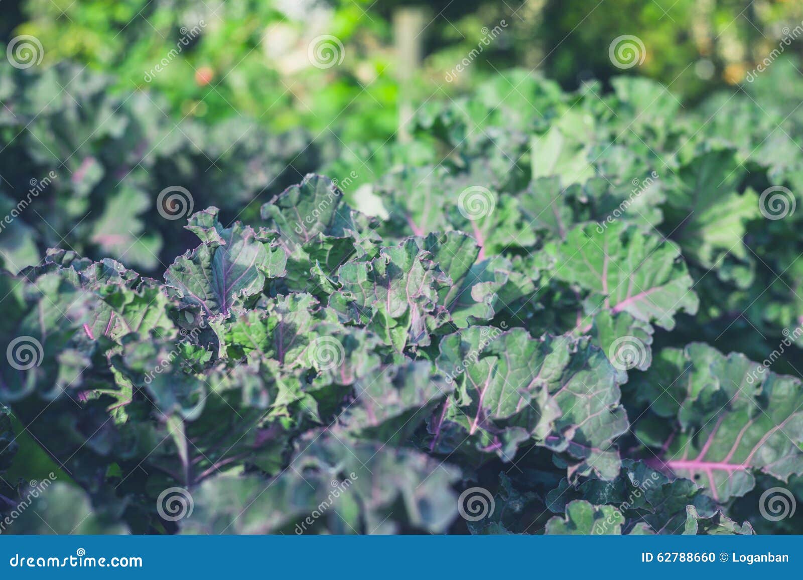 Cabbage Growing in a Vegetable Patch Stock Photo - Image of cabbage ...