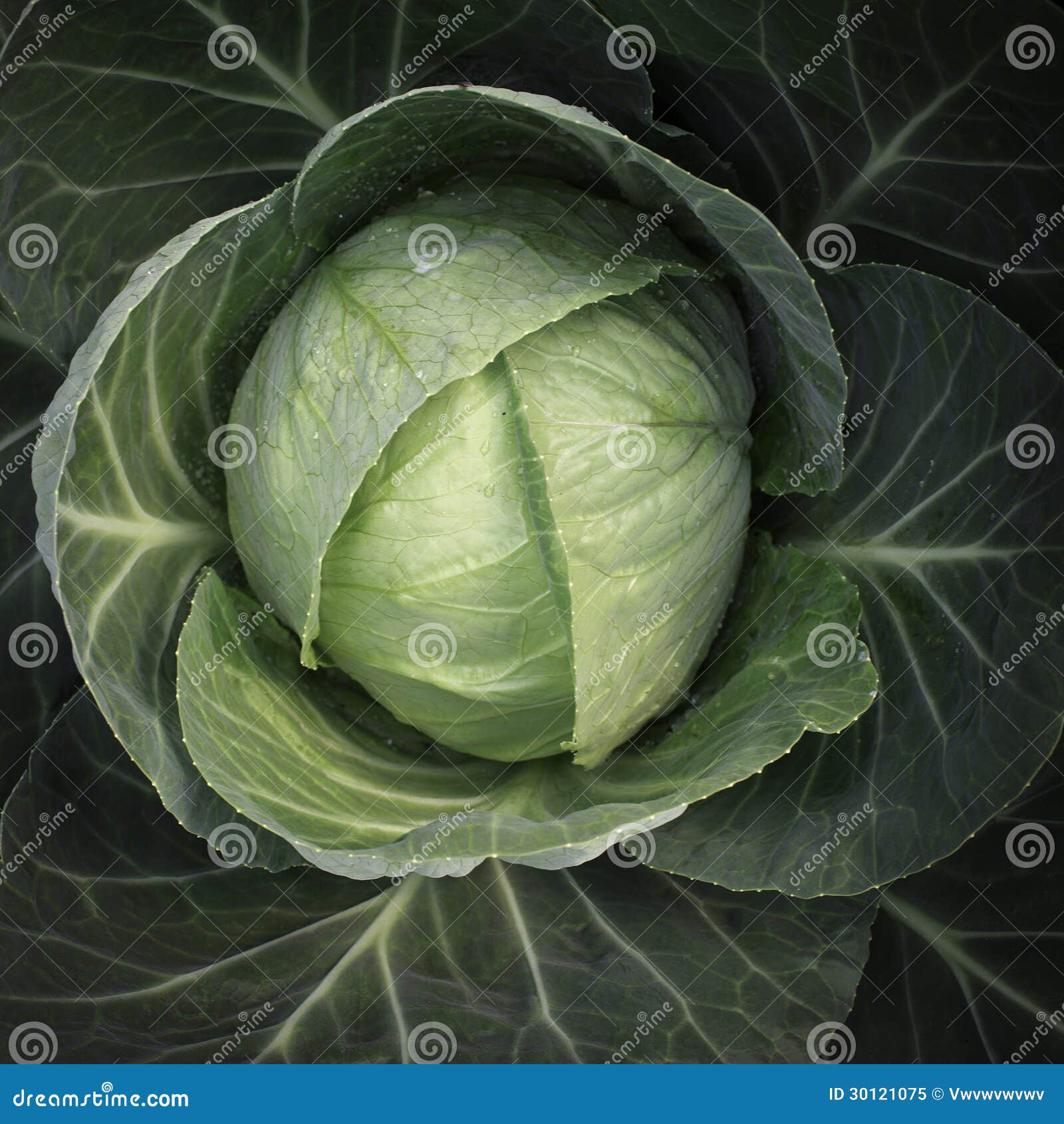 Cabbage stock image. Image of nature, agricultural, food - 30121075