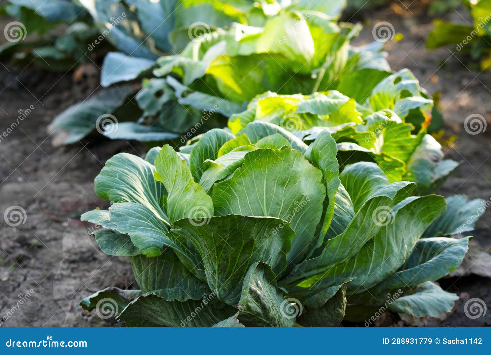 Cabbage Grows in the Field. Agricultural Stock Image - Image of green ...