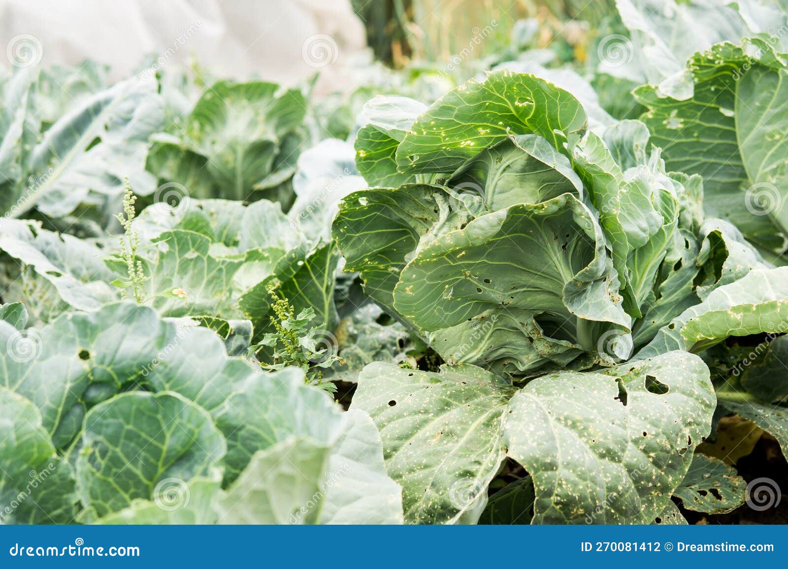 Cabbage Grows in the Garden. Harvesting Cabbage. Life in the Village ...