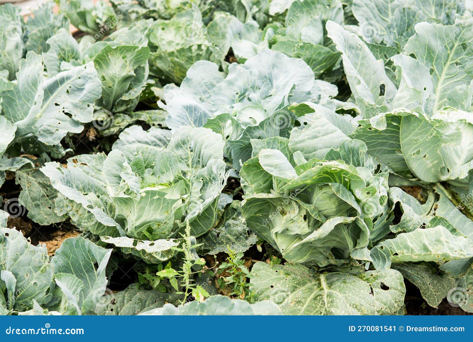 Cabbage Grows in the Garden. Harvesting Cabbage. Life in the Village ...