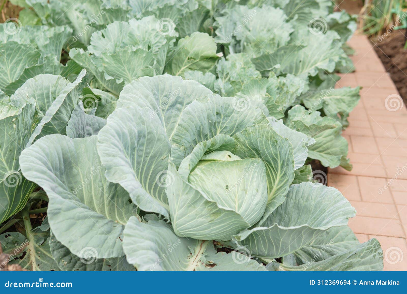 Cabbage Grows in the Garden. Harvesting Cabbage. Life in the Village ...