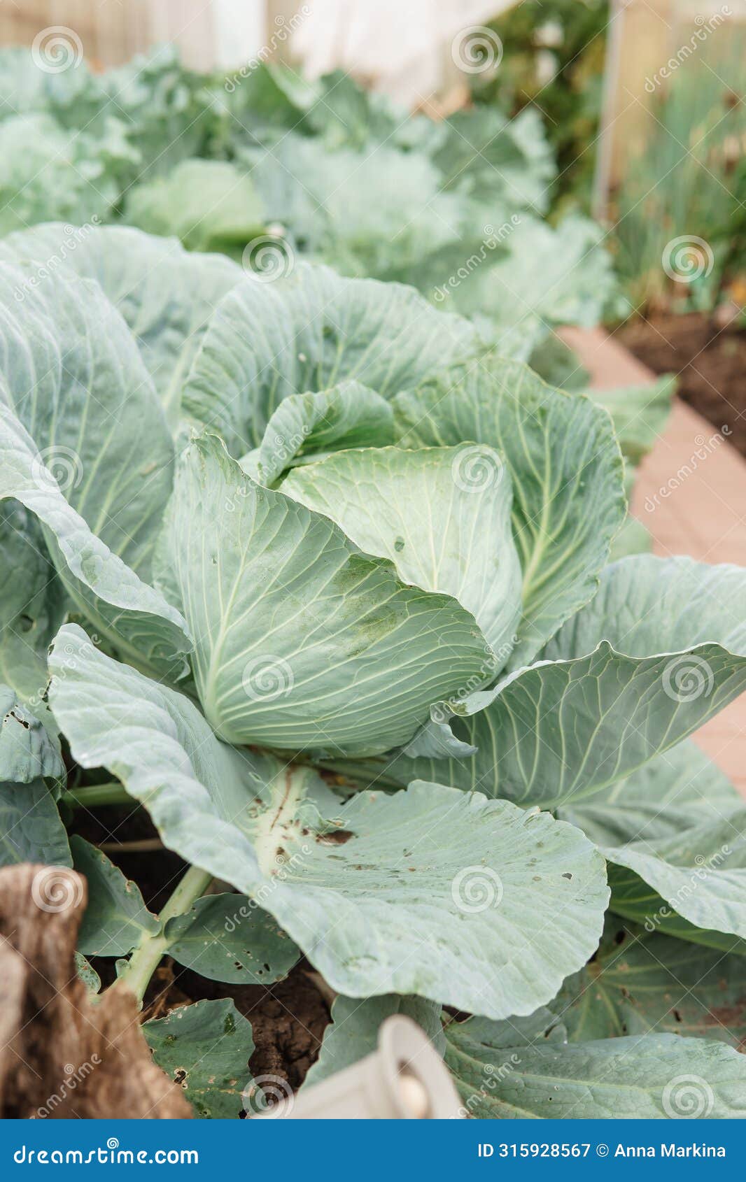 Cabbage Grows in the Garden. Harvesting Cabbage. Life in the Village ...